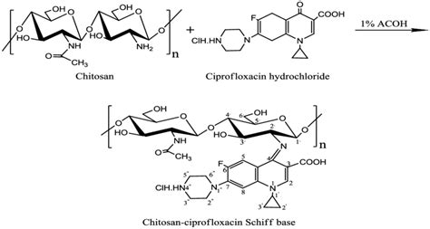 Scheme 1 Chitosan Ciprofloxacin Schiff Bases Preparation Spectral Download Scientific Diagram