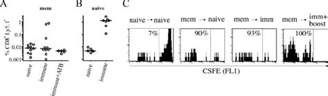 Memory Cd8 T Cells Are Capable Of Both Homeostatic And Antigen Driven
