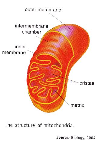 Structure And Function Of Cell Organelle Mitochondria New Science Biology