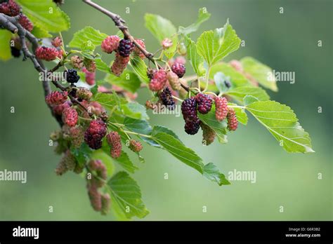 Schwarzer Maulbeerbaum Fotos Und Bildmaterial In Hoher Auflösung Alamy