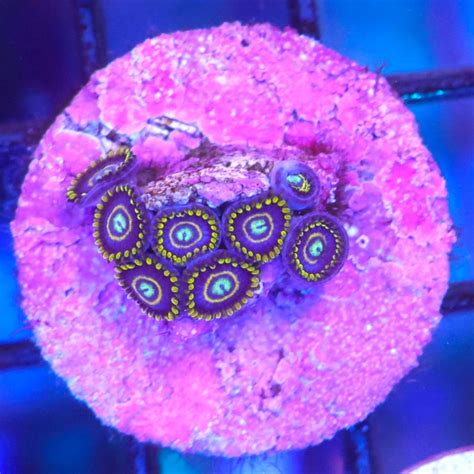 Zoanthid Coral Frag Softies Geemarine