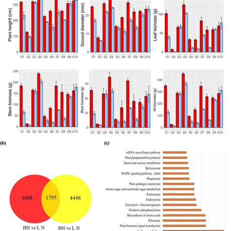 Phenotypic Analysis Of F1 Populations Under High‐ And Low‐nitrogen