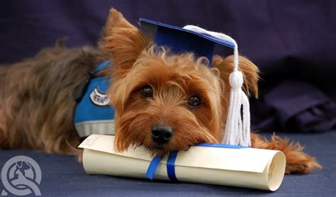 How To Get An A In Your Online Dog Grooming Class Qc Pet Studies