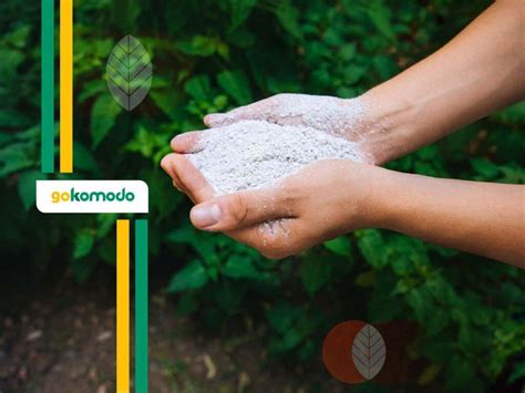 Mkp Adalah Pupuk Mono Kalium Fosfat Simak Penjelasannya Disini Gokomodo
