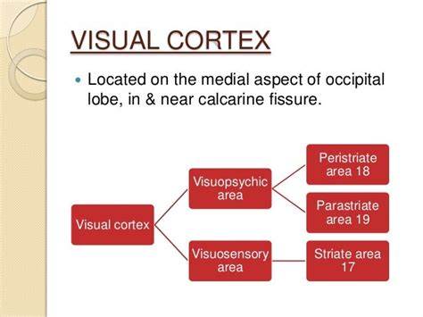 Visual Pathway Lesions