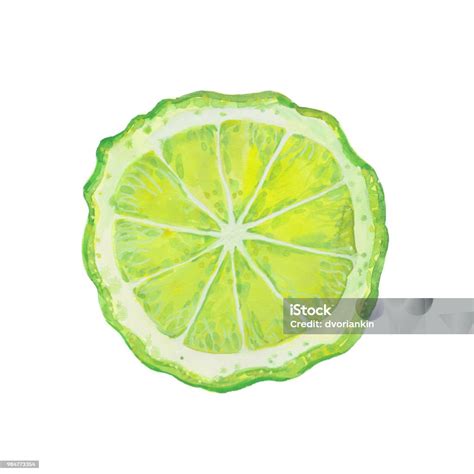 수채화 Bergamot 슬라이스 베르가못에 대한 스톡 벡터 아트 및 기타 이미지 베르가못 과일 수채화 Istock