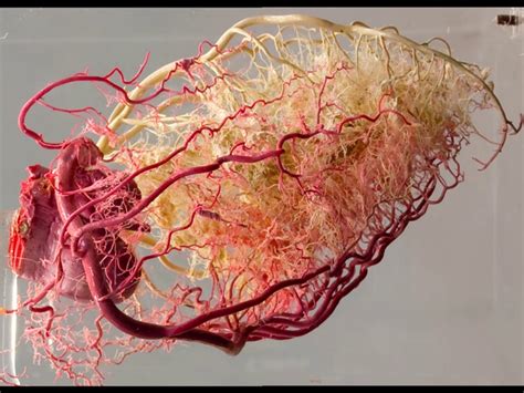Normal Anatomy Cardiac Coronary Arteries Collateral Circulation
