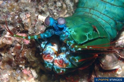 Odontodactylus Scyllarus Poppe Images