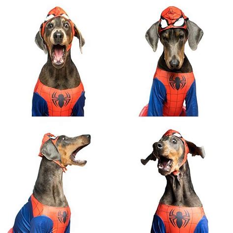 Spider Dog Regram From Oscarandreu8 Doberman Mansbestfriends