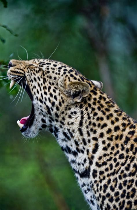 What S In A Name And Why Roar RoarLoud