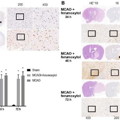 Tunel Staining Showed No Obvious Apoptosis Positive Cells In The