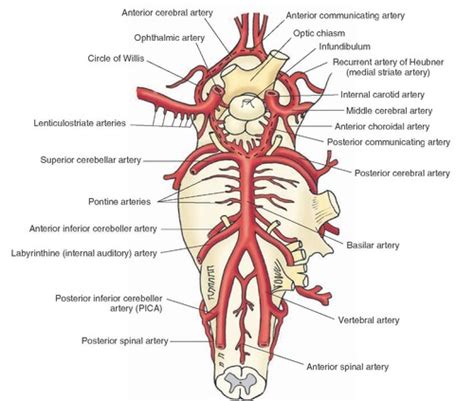 Brainstem Cranial Nerves Ii Flashcards Quizlet