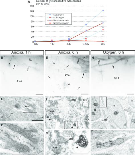 Oxygenation Of Post Mortem E135 Mouse Embryonic Brains Attenuates The