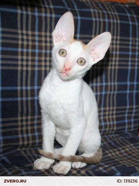 Корниш рекс — купить в Москве Объявление №139236 Zvero