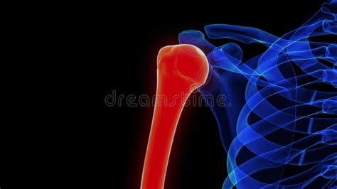 Humerus Bone Anatomy For Medical Concept 3d Rendering Stock Video
