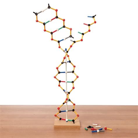 Dna Rna Model Kit Eduspace Supplies