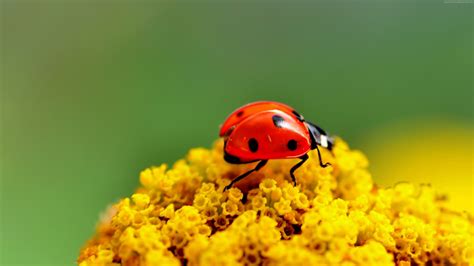 Animal Ladybug Hd Wallpapers Wallpaper Cave