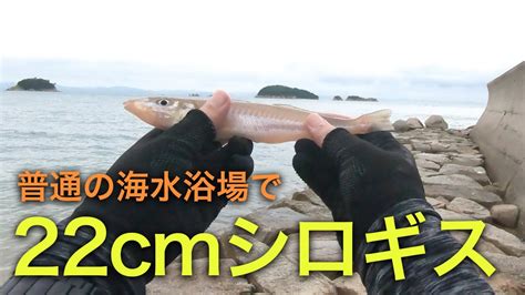 夏なのに海水浴客のいない海水浴場でキスの女王になりそうなヤツを釣る Youtube