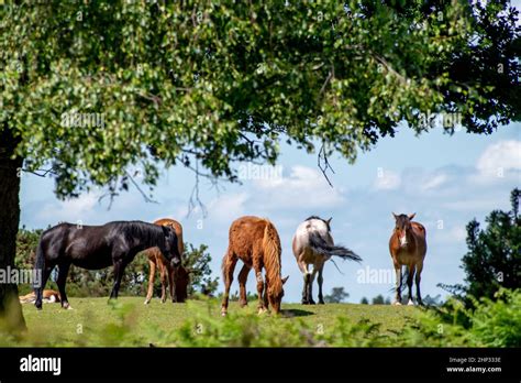 Ponys Im Wald Fotos Und Bildmaterial In Hoher Auflösung Alamy