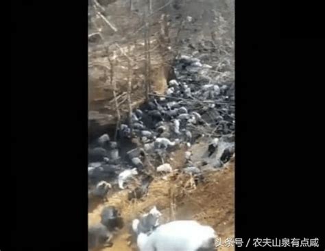 女子花180萬買下四千隻狐狸放生 漫山遍野的鬧妖精啊 每日頭條