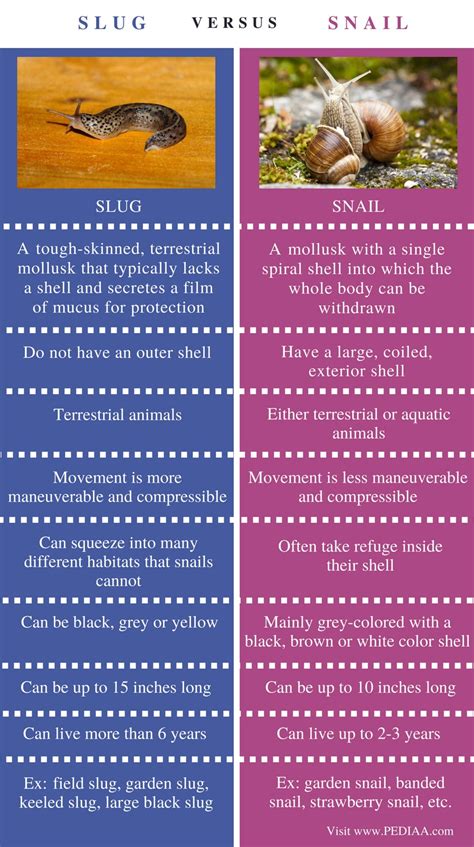 Difference Between Slug And Snail Pediaa Com