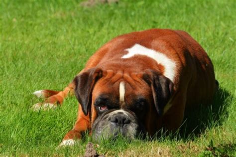 4 Razones Por Las Que Un Boxeador Se Lame O Muerde Las Patas Con Mis