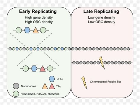Dna Replication Replication Timing Origin Of Replication Origin