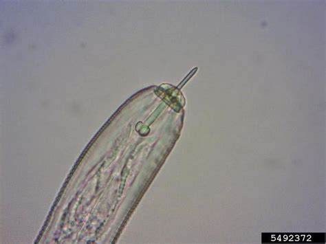 Tylenchida Alchetron The Free Social Encyclopedia