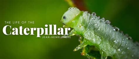 The Sense Of Smell Hackernoon