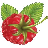 Raspberry File Transparent HQ PNG Download FreePNGImg