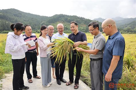 福建省低糖功能性水稻品种选育种植取得新突破 中国福建三农网