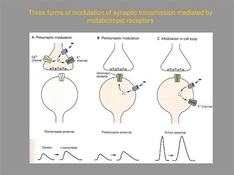 Ppt Monosynaptic Reflex Powerpoint Presentation Free Download Id