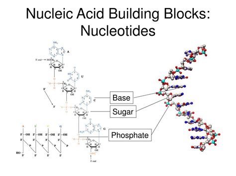 PPT Exploring Nucleic Acid Structures PowerPoint Presentation Free Download ID 2959299