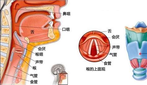人体气管和食管结构图 人体食道和气管的立体构造图 苗苗知道