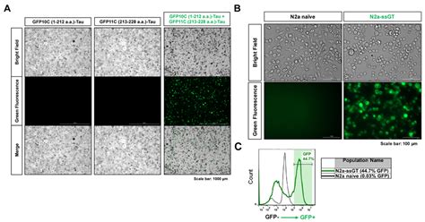 Neuro 2a Split Superfolder Gfp Tau Cell Line N2a Ssgt Kerafast
