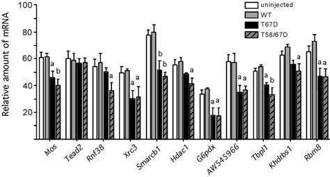 Cdc2a Cdk1 Mediated Phosphorylation Of Msy2 Triggers Maternal Mrna