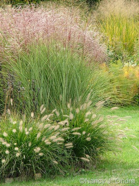 Incorporating Ornamental Grasses Into Your Landscape Grasses Garden