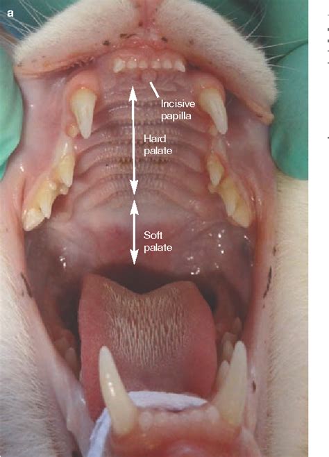 Mouth Anatomy Of Cat At Angie Kimble Blog