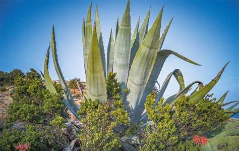 Green Nature Aloe Vera Online Jigsaw Puzzles
