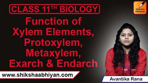 Function Of Xylem Elements Protoxylem Metaxylem Exarch And Endarch Cbse Class 11 Biology Youtube