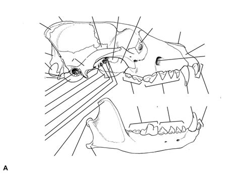 Skull Diagram 4 Diagram Quizlet