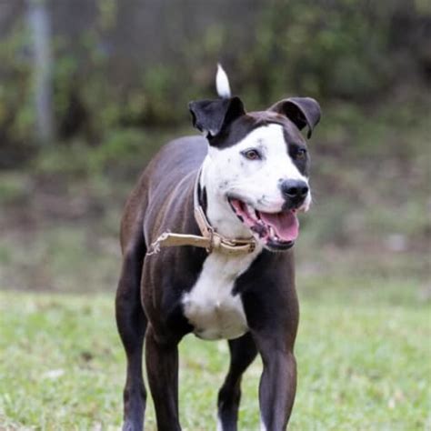 Rspca Sydney Shelter Yagoona Petrescue