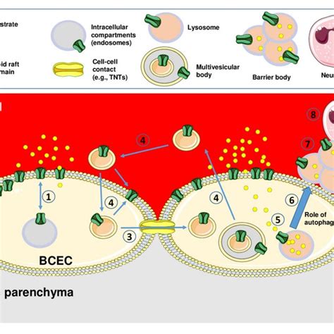 Schematic Illustration Of Intra And Intercellular Trafficking Of Pgp