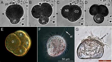 Development Of Mytilus Edulis A D Timelapse Videoregistration Of
