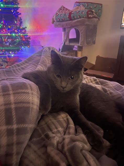 Got Him Some Catnip Last Christmas Then He Started Acting Sus R Whatswrongwithyourcat