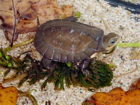 Cuora Zhoui Cuora Conservation Center