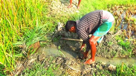 Village Fishing Amazing Village Traditional Fishing Youtube