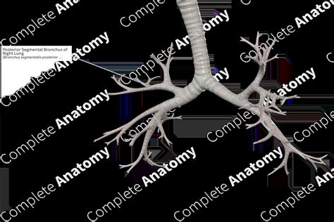 Posterior Segmental Bronchus Of Right Lung Complete Anatomy