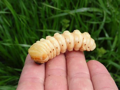 シロスジカミキリの幼虫鉄砲虫はマジで美味い 平坂寛のフィールドノート