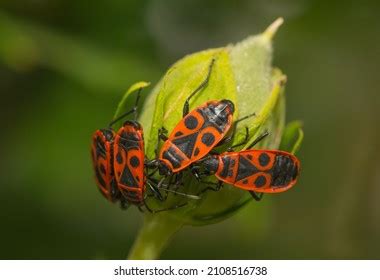 Bug Sex Royalty Free Images Stock Photos Pictures Shutterstock